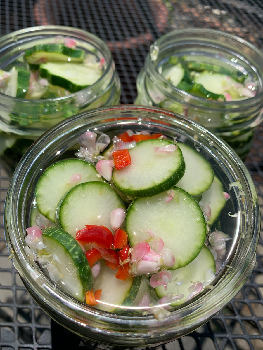 Garlic and Jalapeño Pickles – Ellister's Elixirs